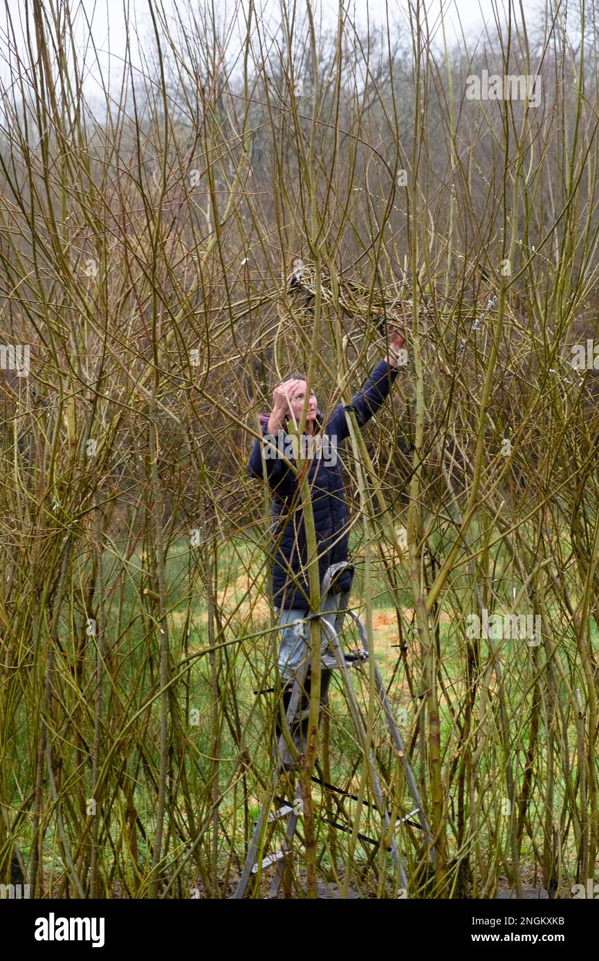 Woman person standing in garden making yurt using willow weaving ...
