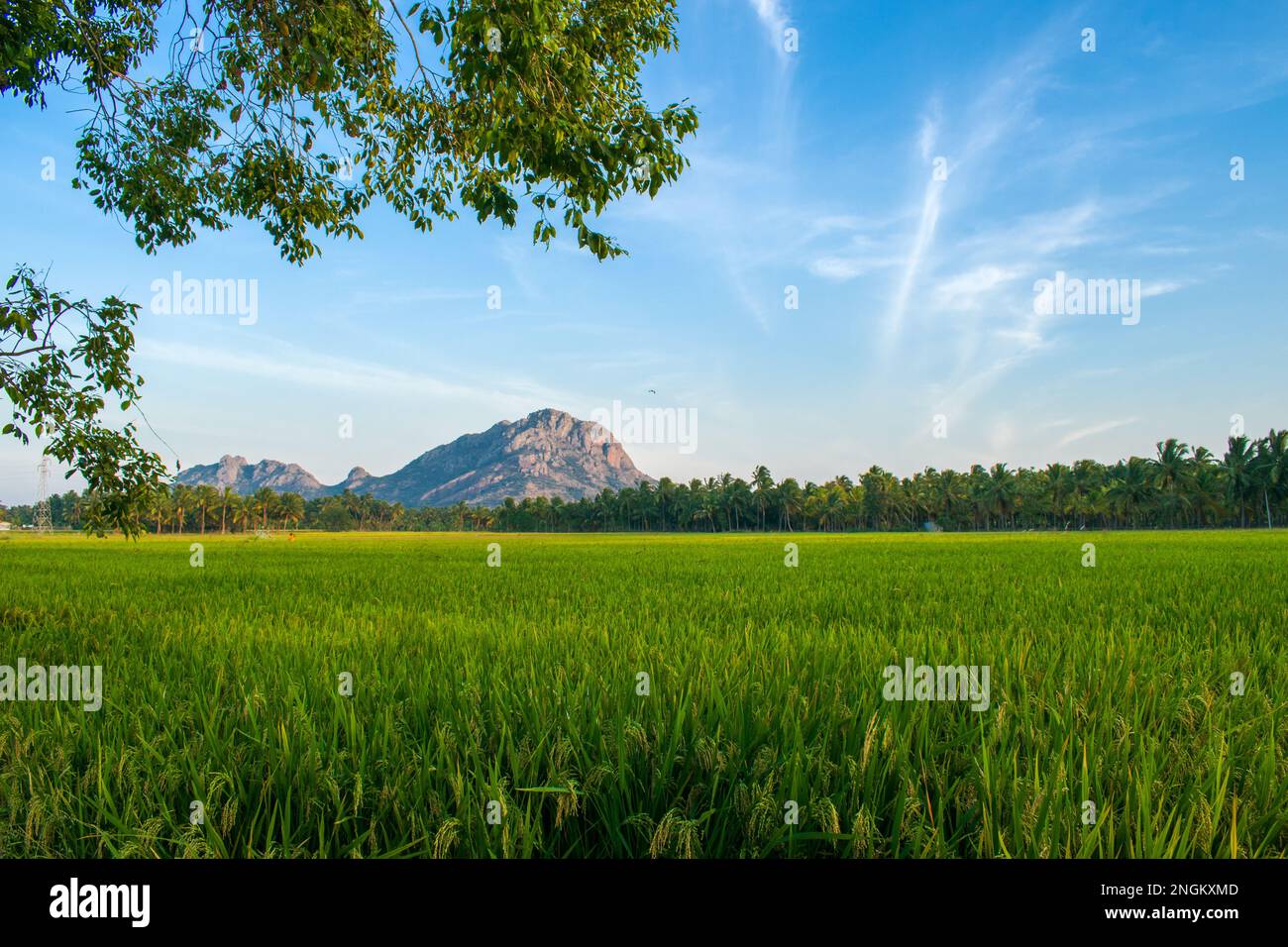 Landscape picture of a paddy field with mountain and other plantations ...