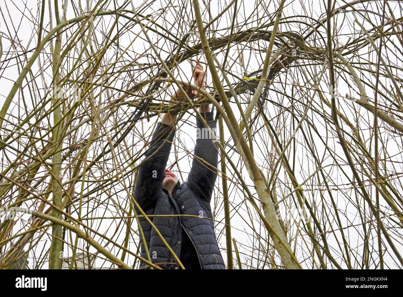 Woman person standing in garden making yurt using willow weaving ...