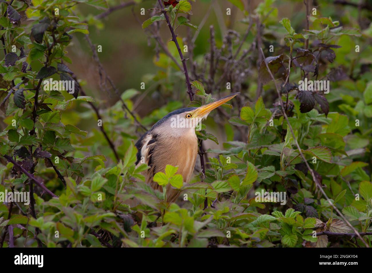 big water bird in the tree, Little Bittern, Ixobrychus minutus Stock ...