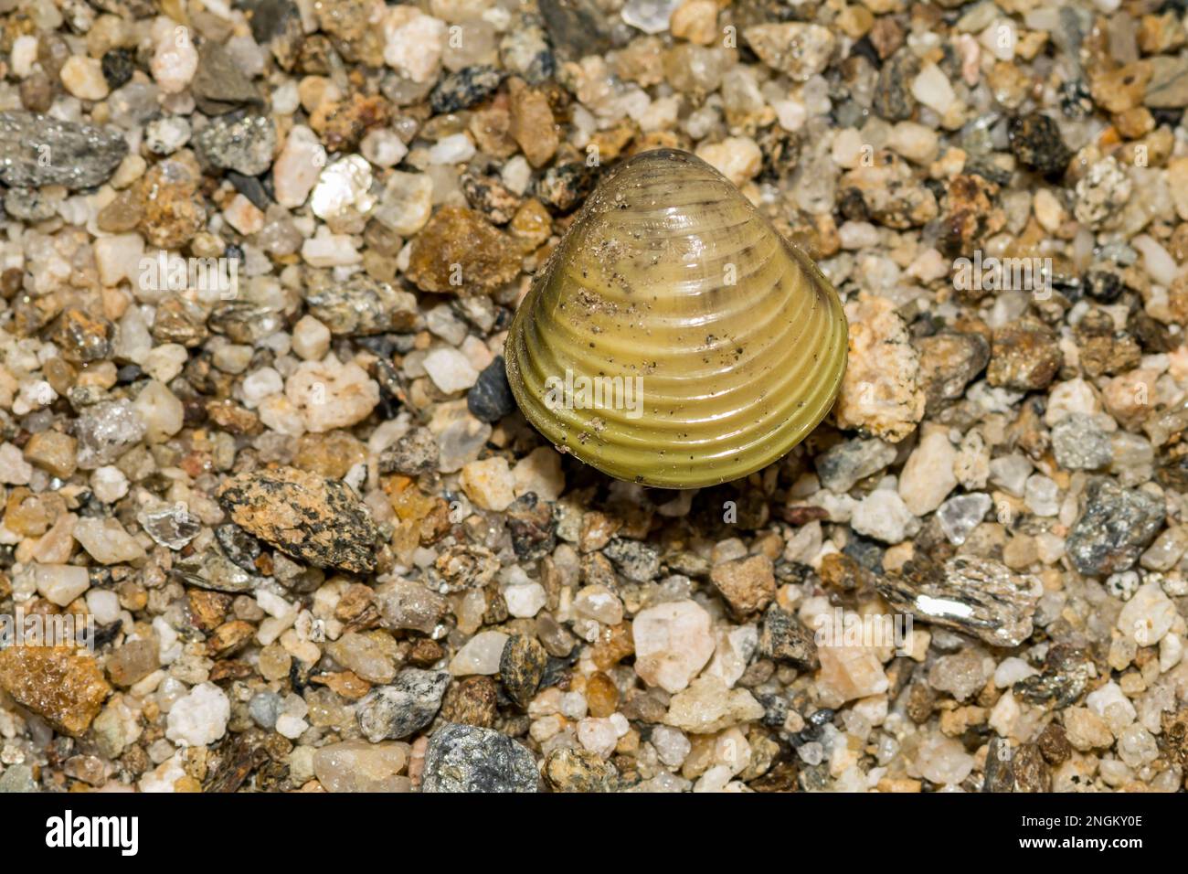 Clam habitat hi-res stock photography and images - Alamy