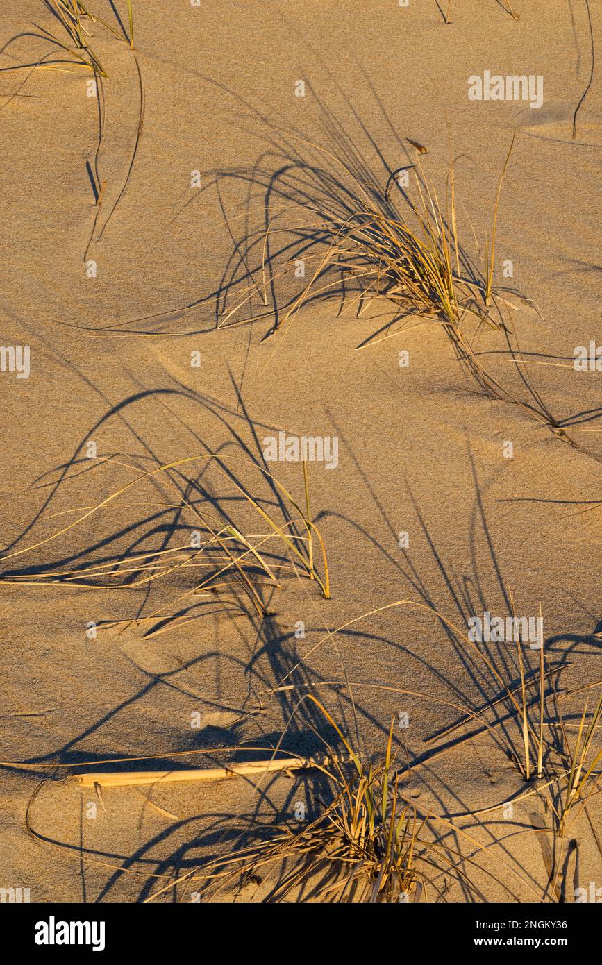 Wind-blown grasses and sand, Whiskey Beach, Cape Henlopen State Park ...