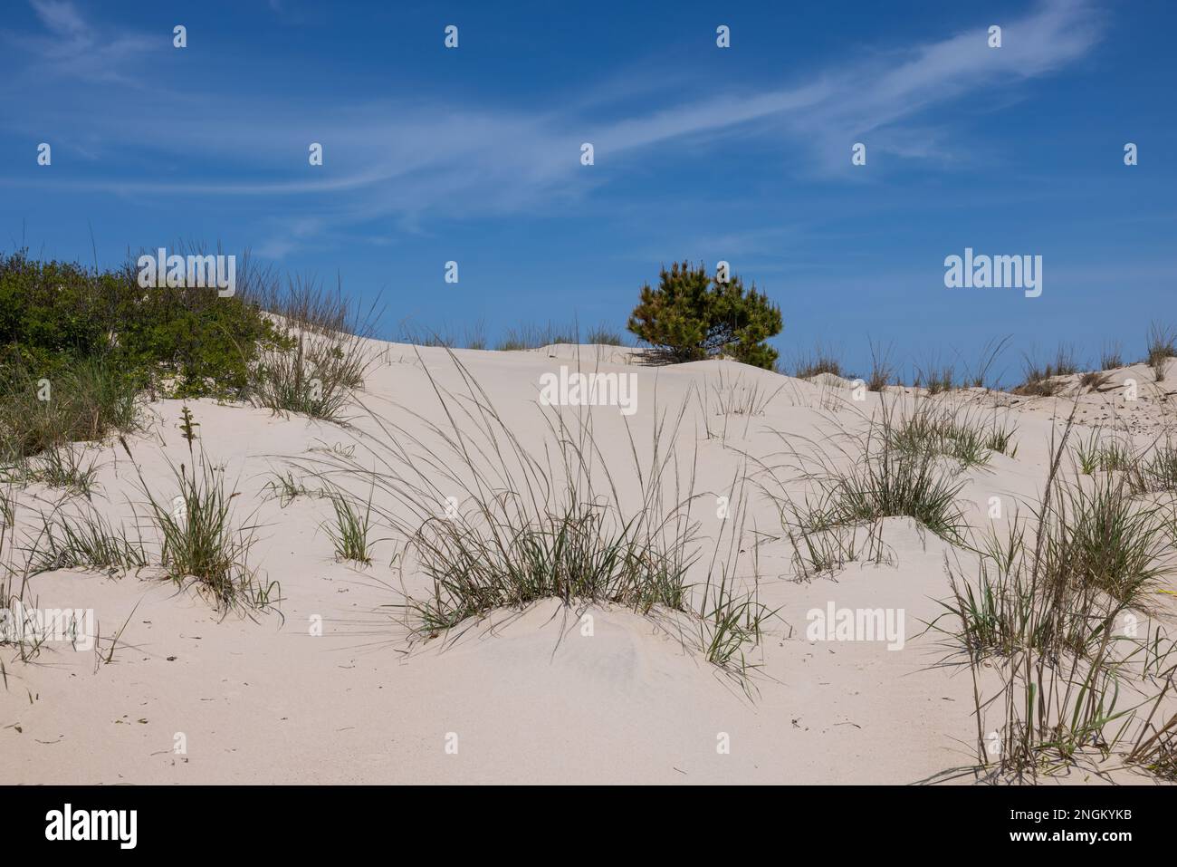 Grasses in a sand dune, Delaware Seashore State Park, Dewey Beach ...