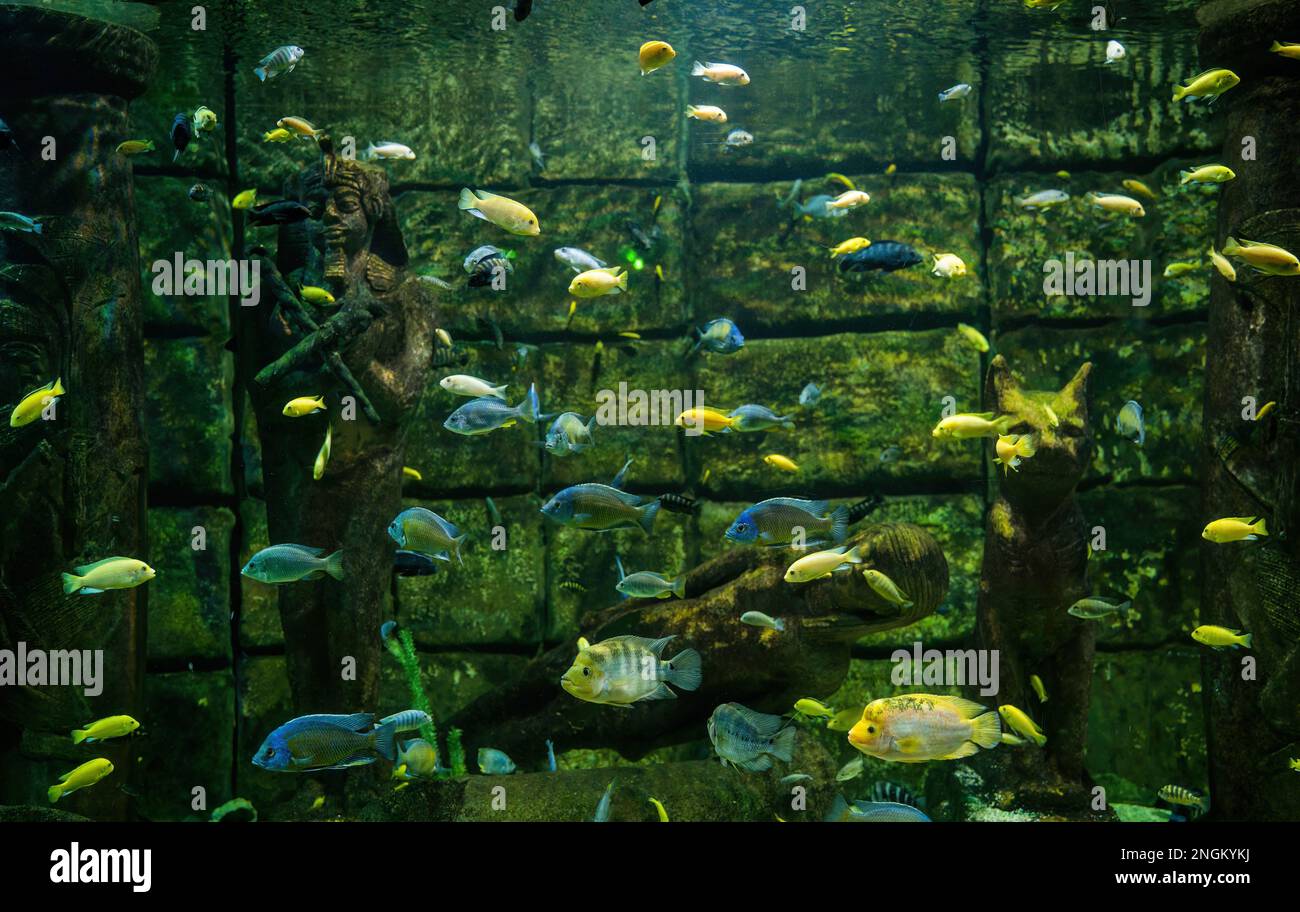 Bunch of colorful fish inside a big aquarium swimming around a statue ...