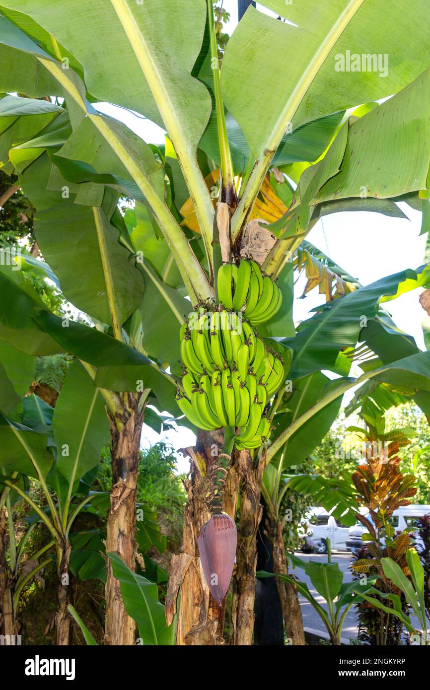 Banana plant, Sulphur Springs geothermal area, Malgretoute, Soufrière ...