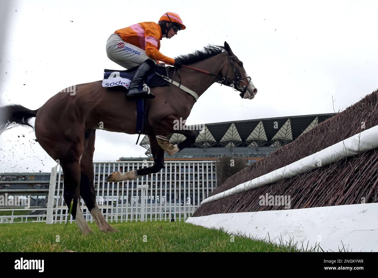 Oscar elite horse hi-res stock photography and images - Alamy