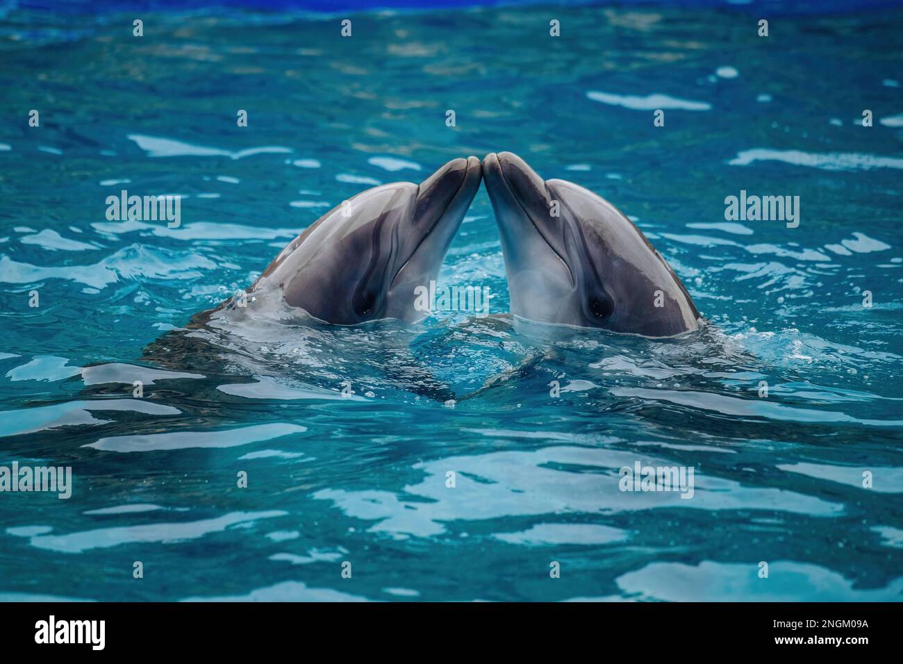Couple of dolphins dancing in blue water Stock Photo - Alamy