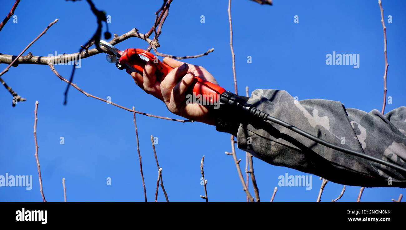 Winter pruning of apple tree with electric secateurs Stock Photo - Alamy