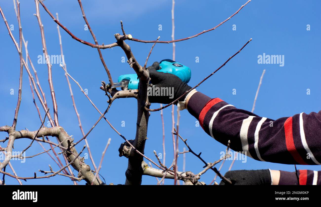 Winter pruning of apple tree with electric secateurs Stock Photo - Alamy