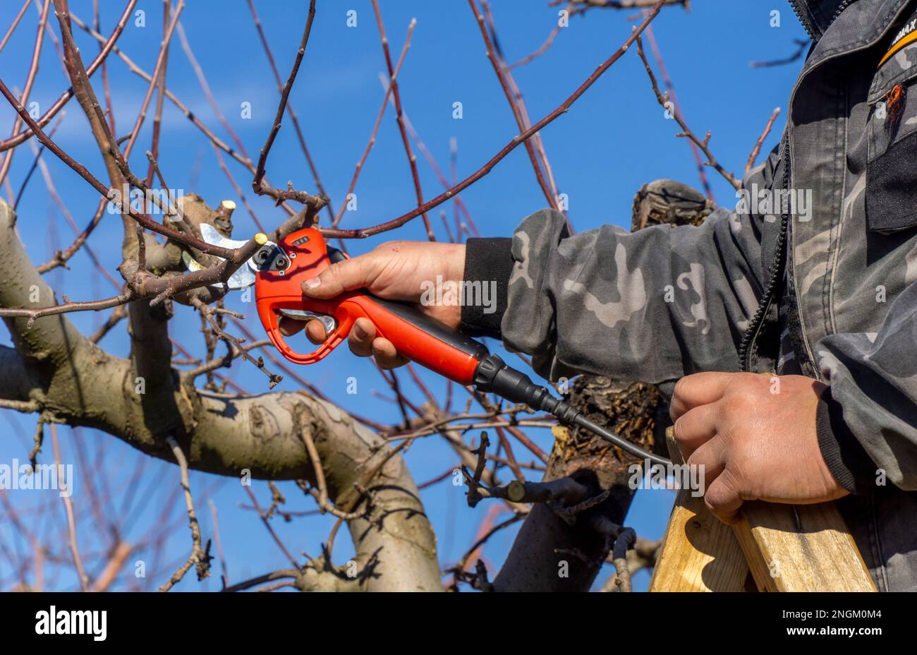 Winter pruning of apple tree with electric secateurs Stock Photo - Alamy