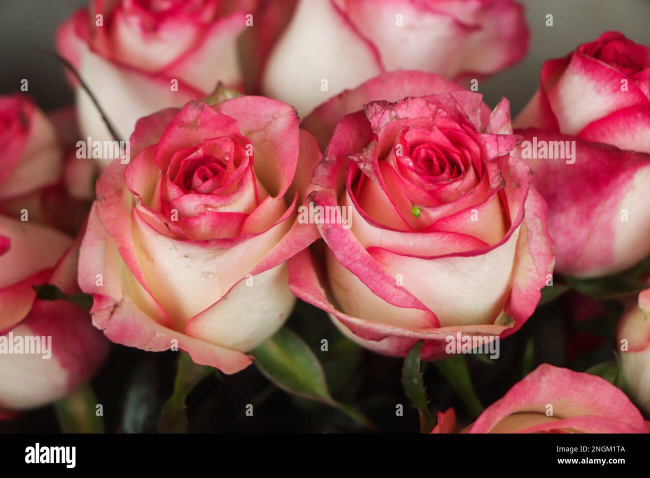 Pink and white rose with green background Stock Photo - Alamy