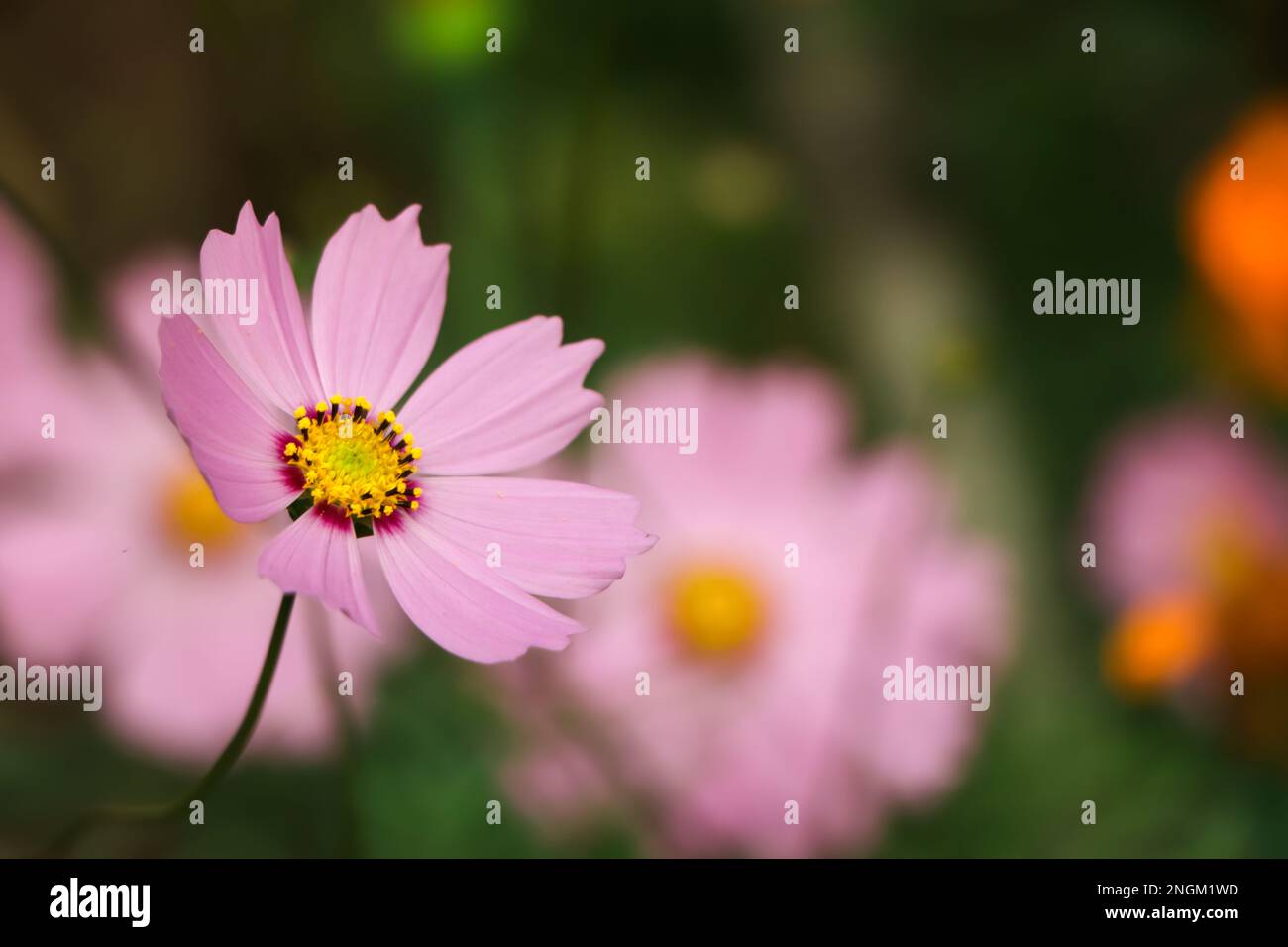 Pale pink cosmos hi-res stock photography and images - Alamy