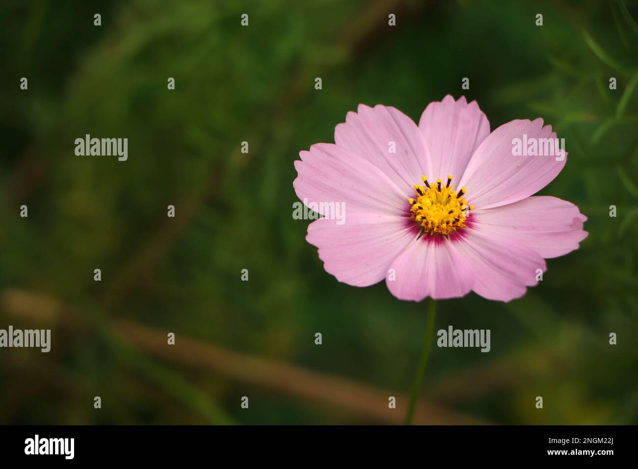 Pale yellow cosmos flower hi-res stock photography and images - Alamy