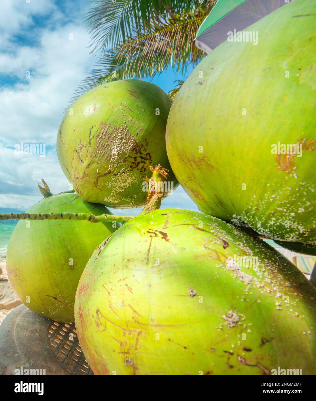 For drinking healthy coconut water. In the shade on a lazy tropical ...