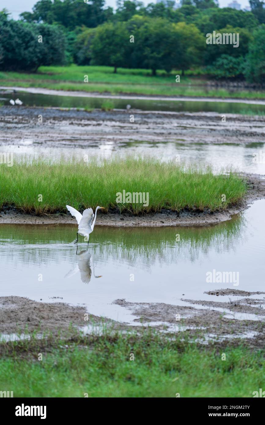 Hong Kong Wetland Park, 2022 Stock Photo - Alamy