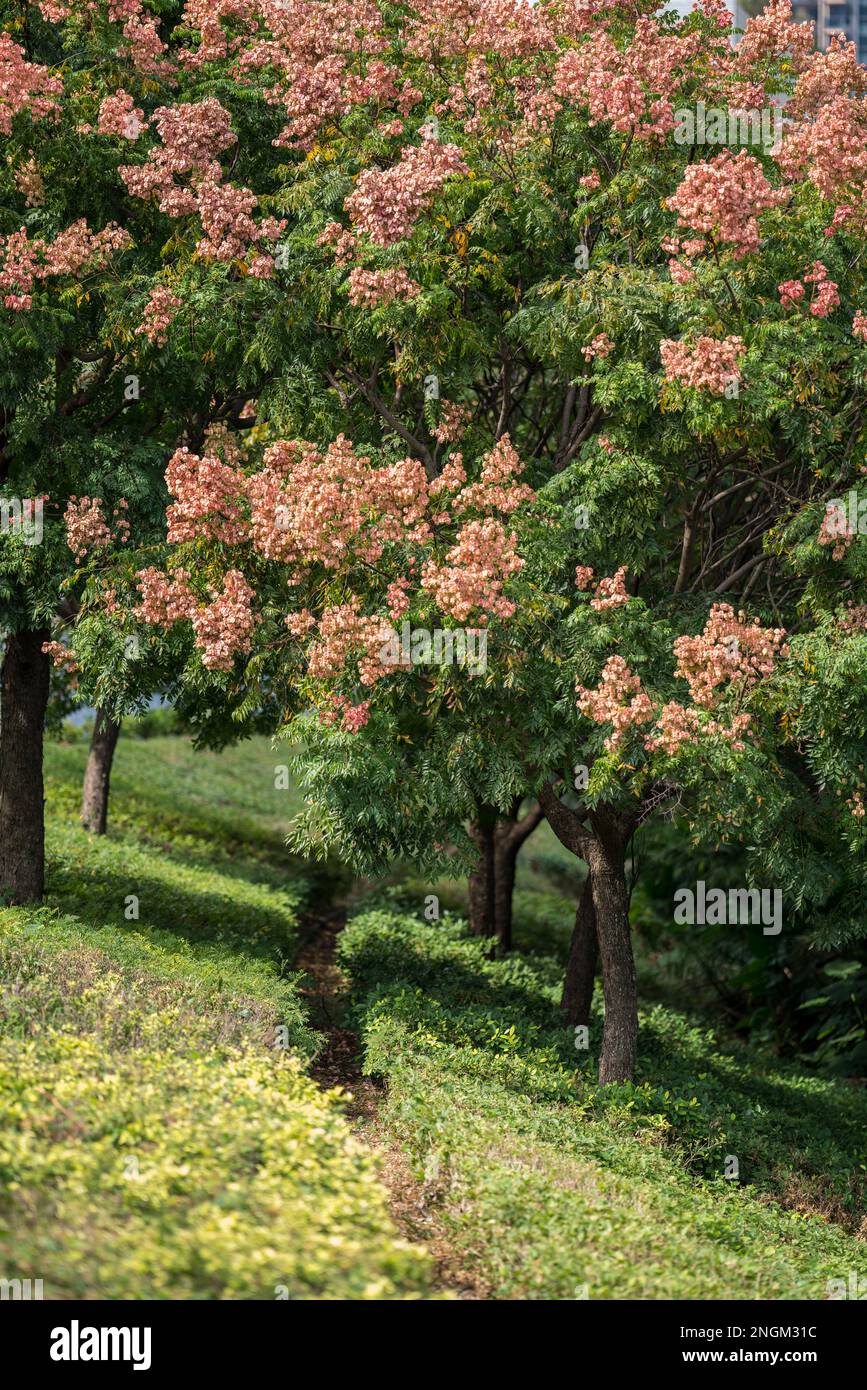Mai Po Wetlands, New Territory, Hong Kong Stock Photo - Alamy