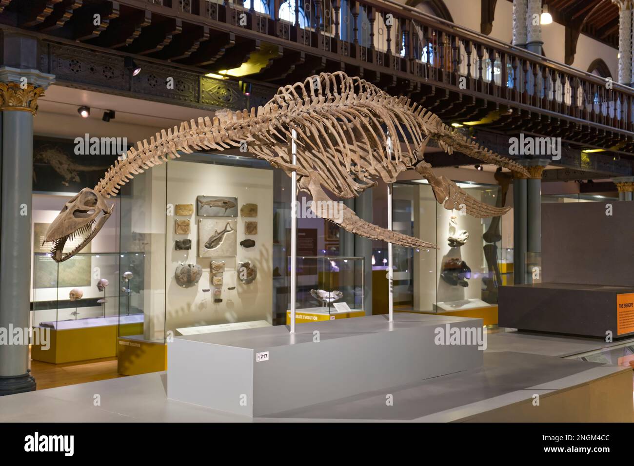 Plesiosaur skeleton, Huntarian Museum, Glasgow University, Glasgow ...