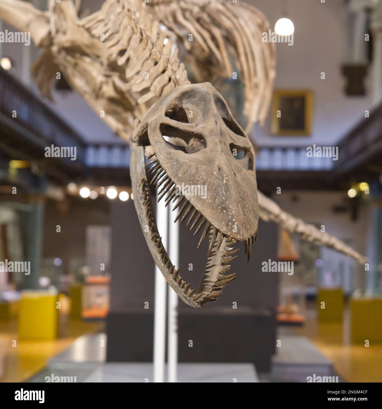 skull,jaws and teeth of Plesiosaur skeleton, Huntarian Museum, Glasgow ...