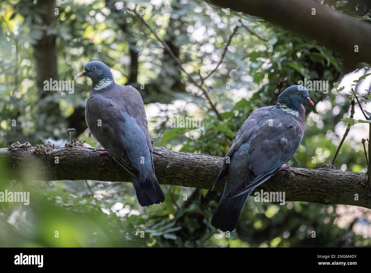 A pair of pigeons sits on a tree branch in the woods and looks in ...