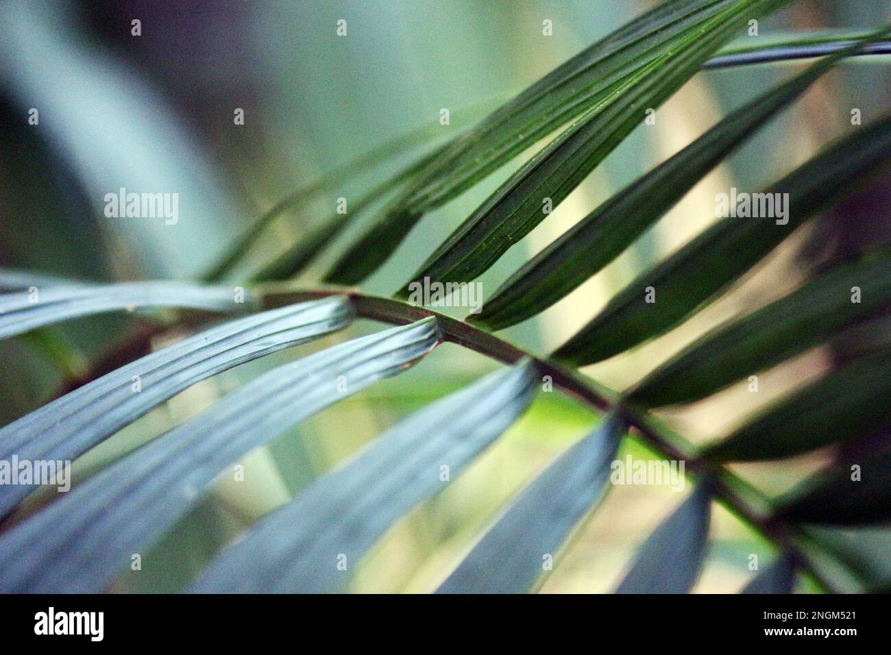Beauty of the details of the fern leaves amidst the dense vegetation of ...