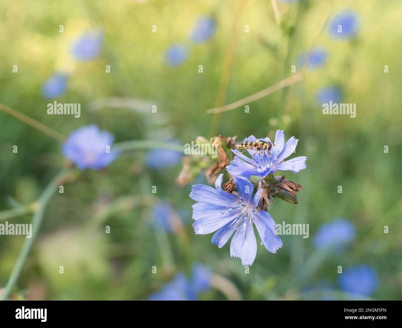 Chicory heads hi-res stock photography and images - Alamy