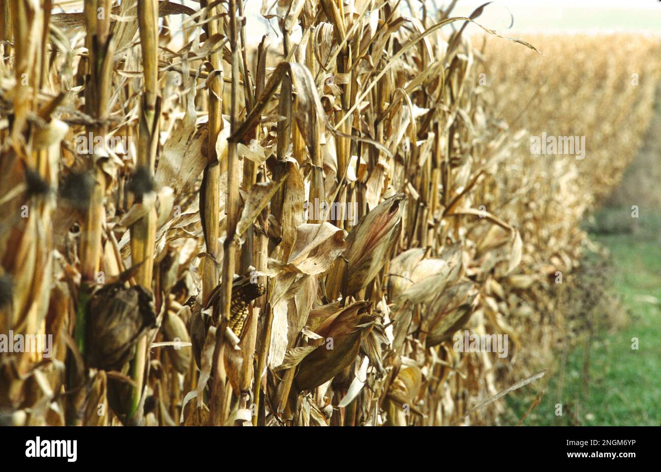 Field corn nears readiness for harvest on a farm in Minnesota Stock ...