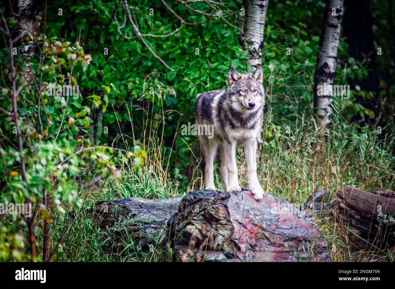 A gray wolf at the International Wolf Center, Ely, Minnesota Stock ...