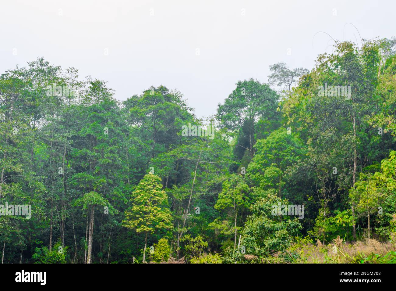 Green Treetop of a mountain forest. Nature background Stock Photo - Alamy