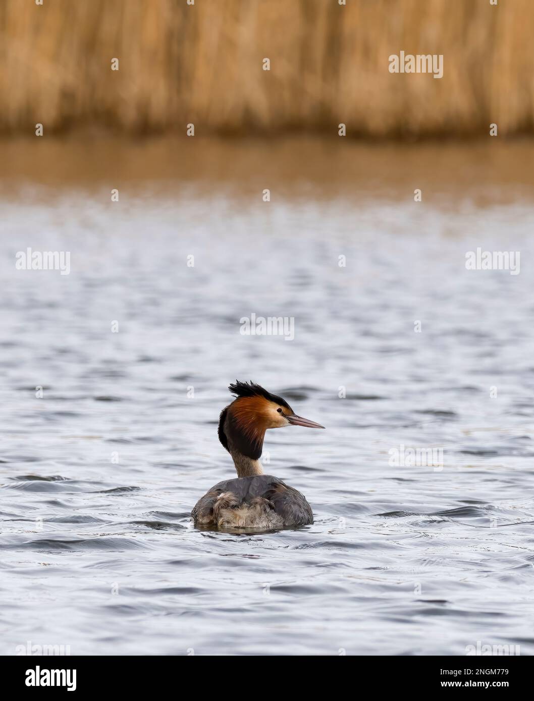 An elegant Great Crested Grebe, (Podiceps cristatus), swims on a lake ...