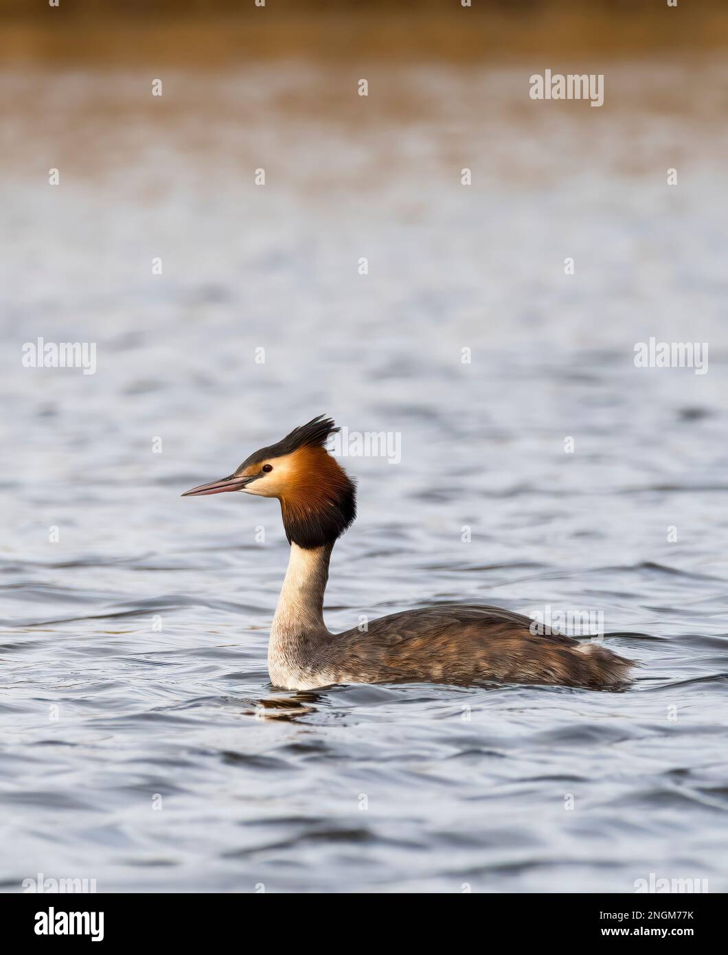 An elegant Great Crested Grebe, (Podiceps cristatus), swims on a lake ...
