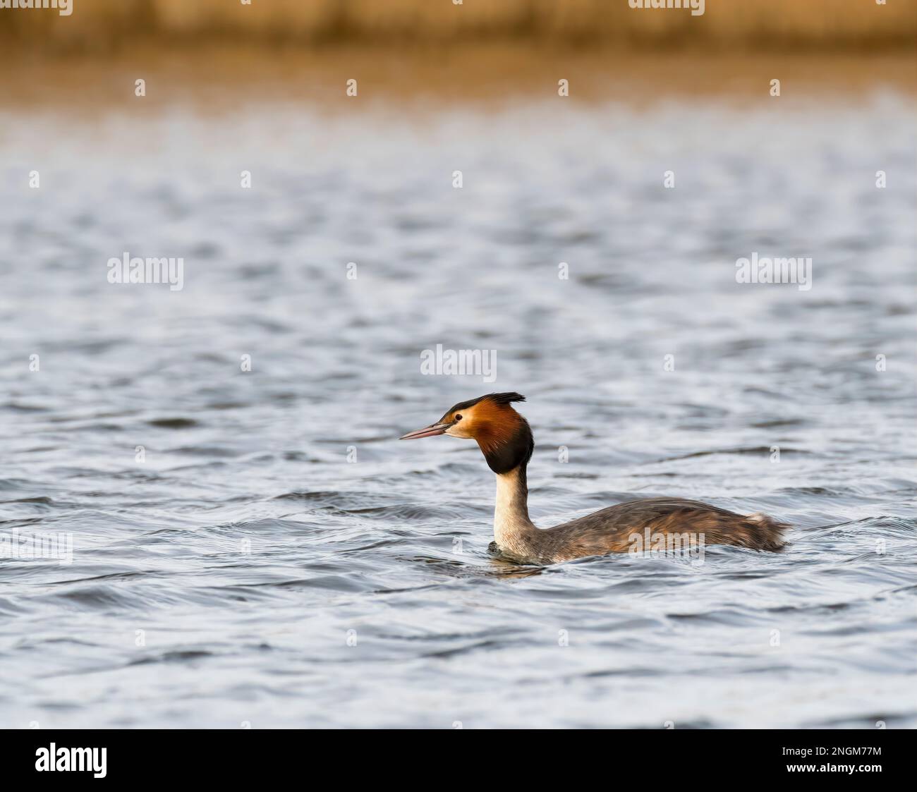 An elegant Great Crested Grebe, (Podiceps cristatus), swims on a lake ...