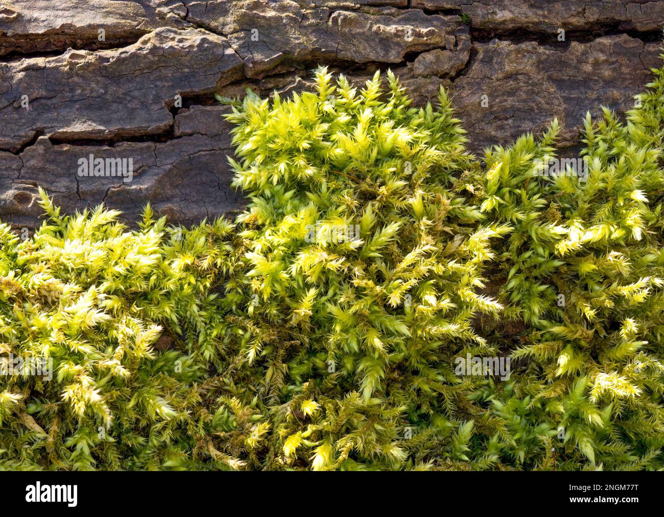 Silky forklet moss (Dicranella heteromalla), growing over a log Stock ...