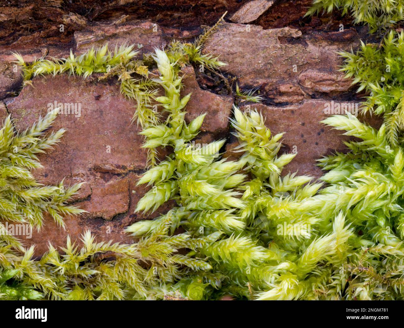 Silky forklet moss (Dicranella heteromalla), growing over a log Stock ...