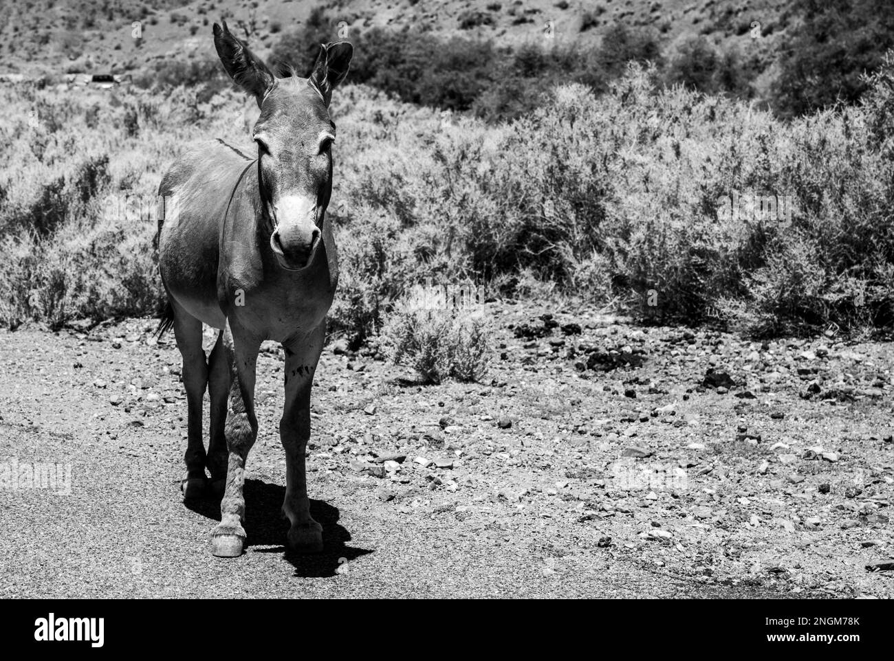 Death valley national park animal Black and White Stock Photos & Images ...