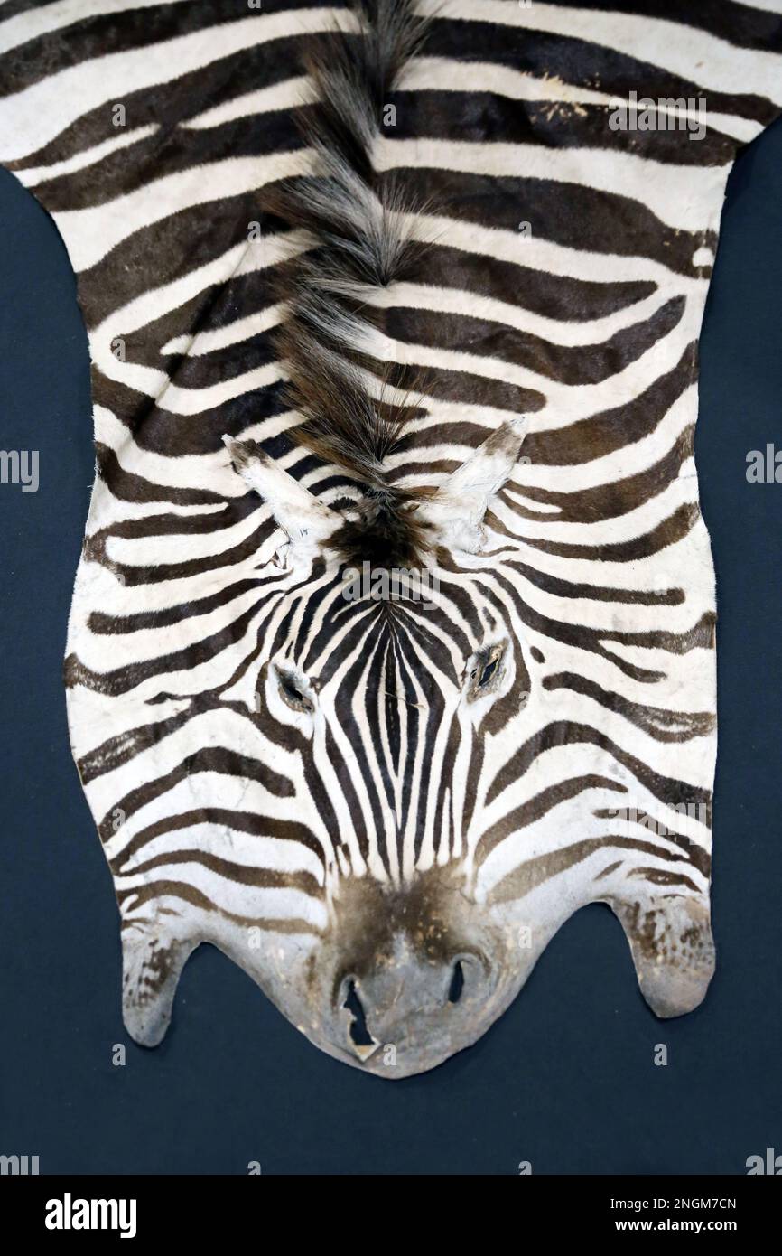 South african vector patterns hi-res stock photography and images - Alamy