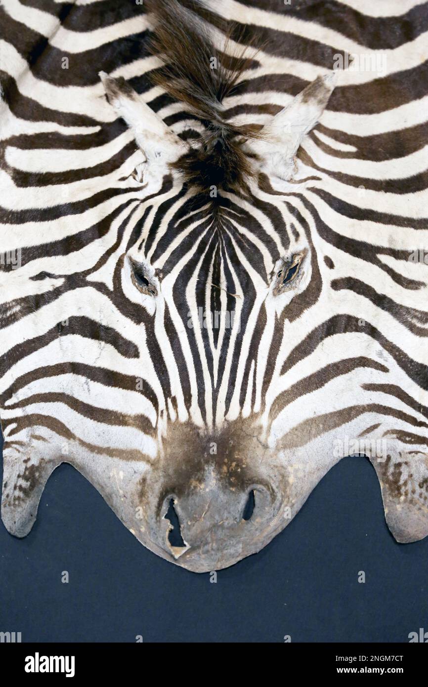 Otiginal patterns of black and white lines on the fur of a zebra trophy ...