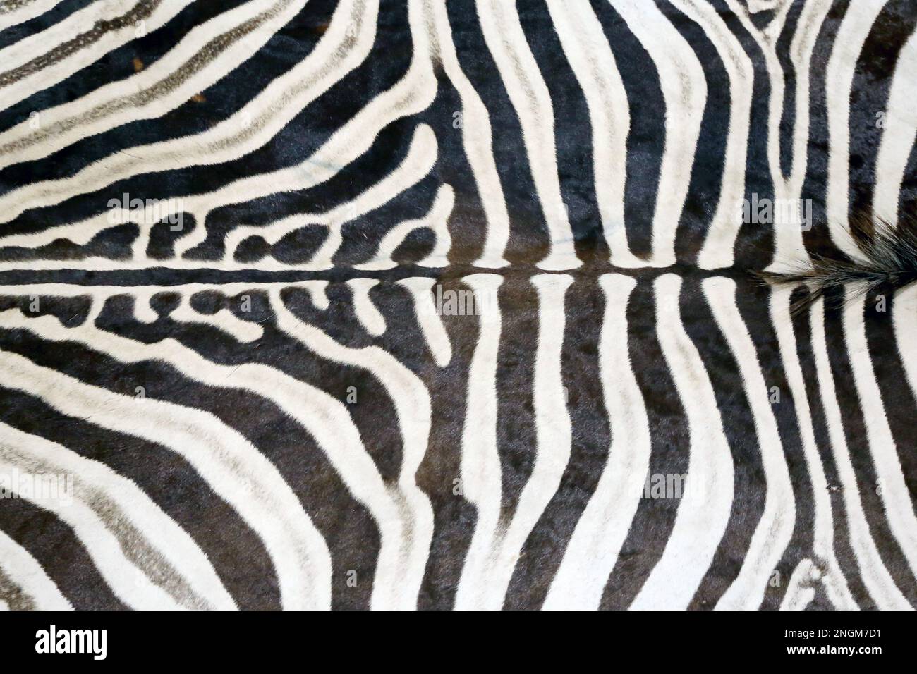 Otiginal patterns of black and white lines on the fur of a zebra trophy ...
