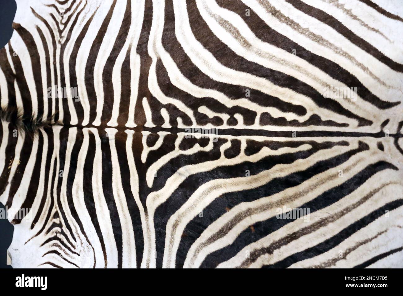 South african vector patterns hi-res stock photography and images - Alamy