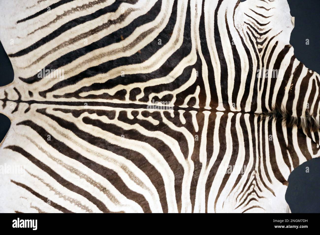 South african vector patterns hi-res stock photography and images - Alamy