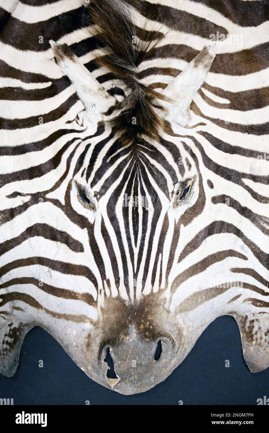 South african vector patterns hi-res stock photography and images - Alamy