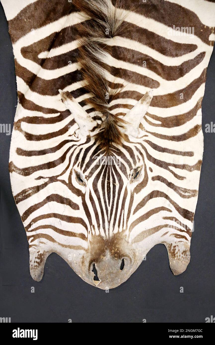 Otiginal patterns of black and white lines on the fur of a zebra trophy ...