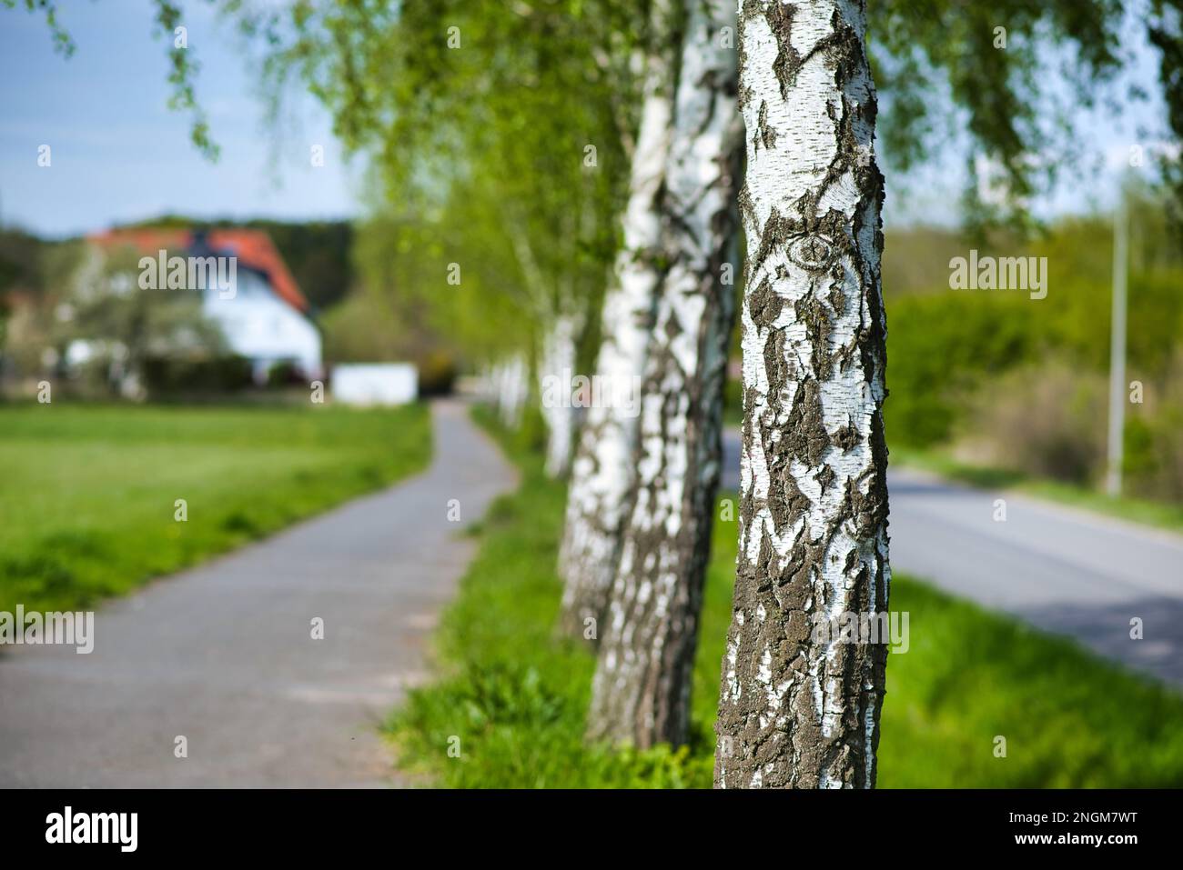 Tree. White trunk, birch near the road Stock Photo - Alamy