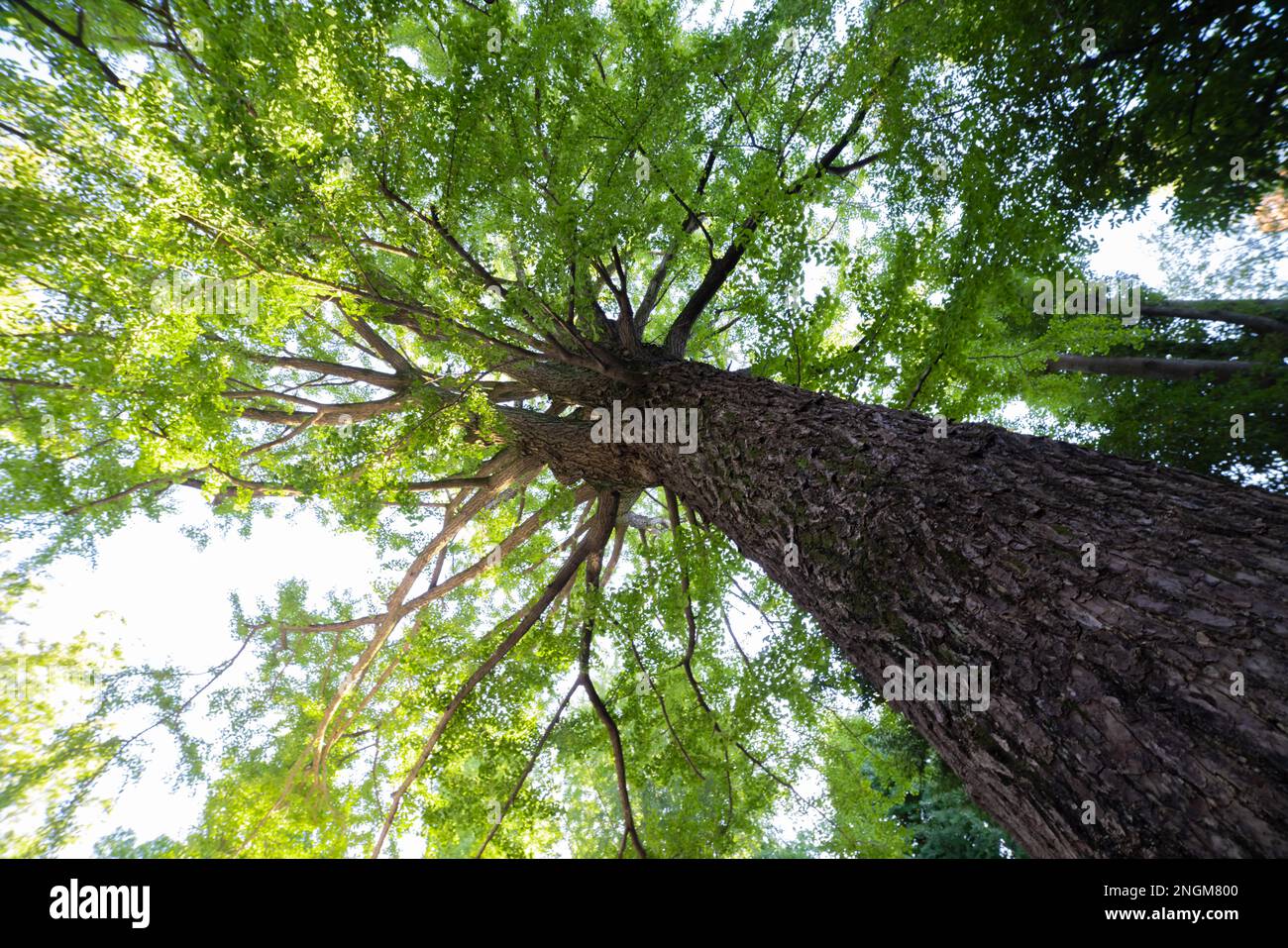 A gingko tree at Japanese Shrine wide shot Stock Photo - Alamy