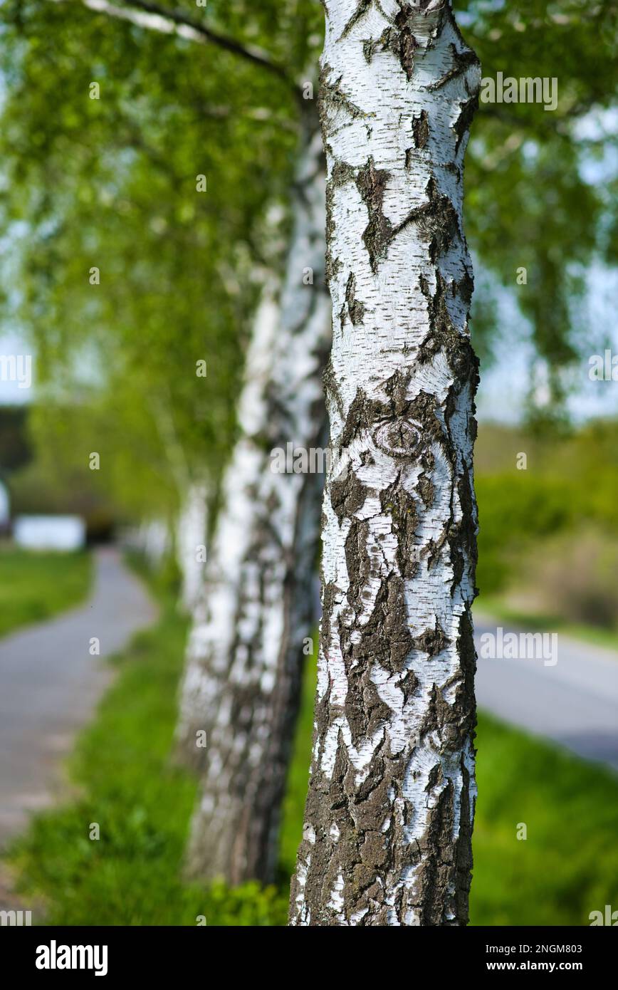 Tree. White trunk, birch near the road Stock Photo - Alamy