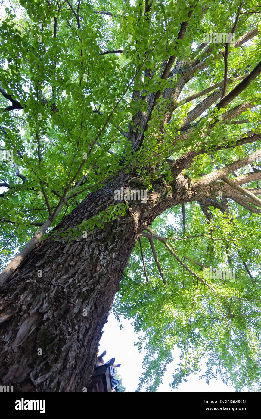 A gingko tree at Japanese Shrine wide shot Stock Photo - Alamy