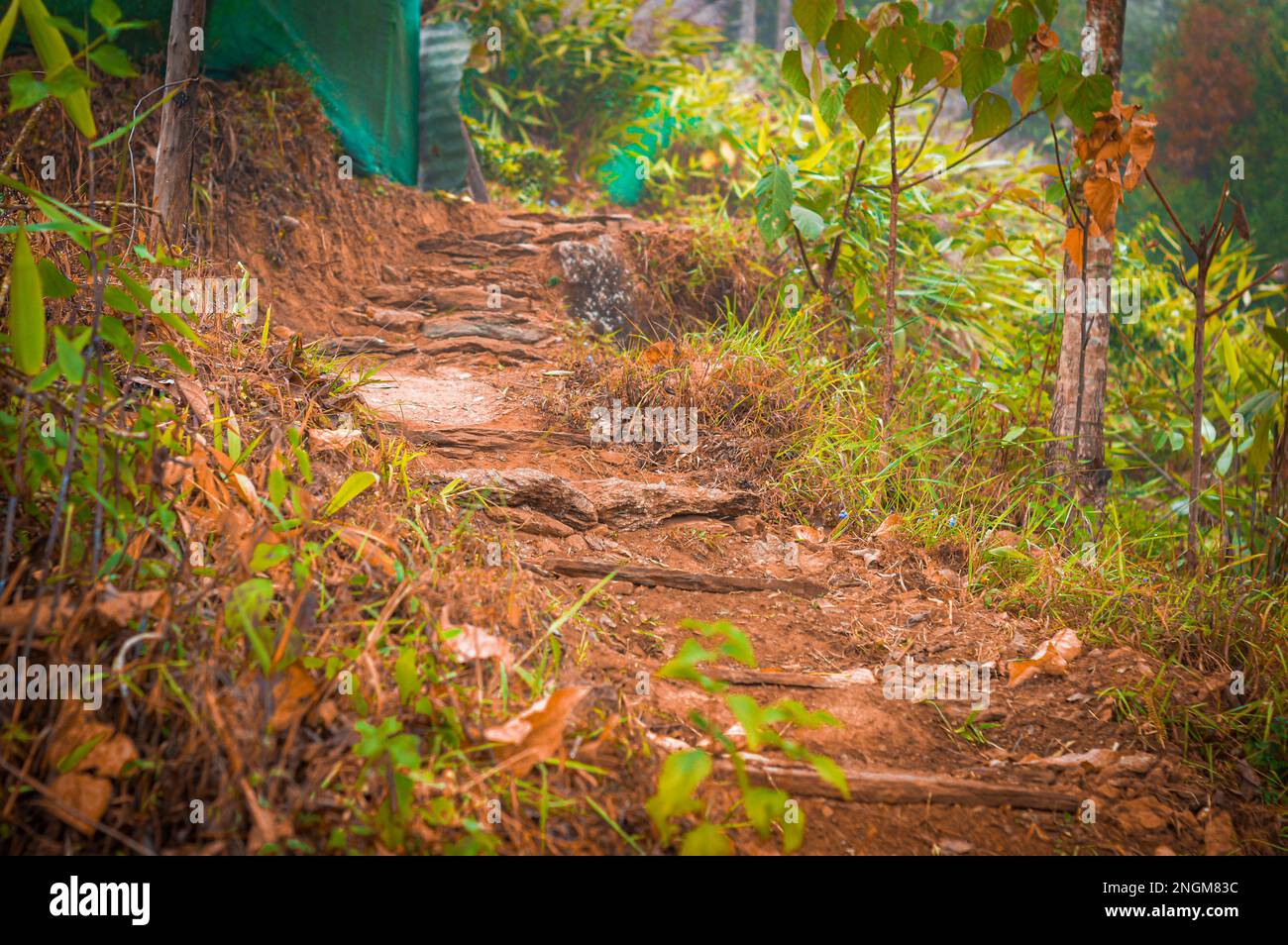 Narrow forest path leading hi-res stock photography and images - Alamy