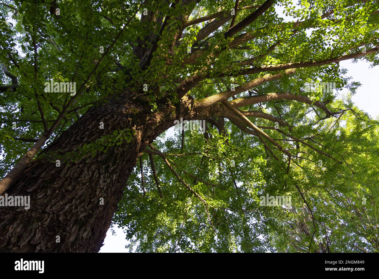 A gingko tree at Japanese Shrine wide shot Stock Photo - Alamy