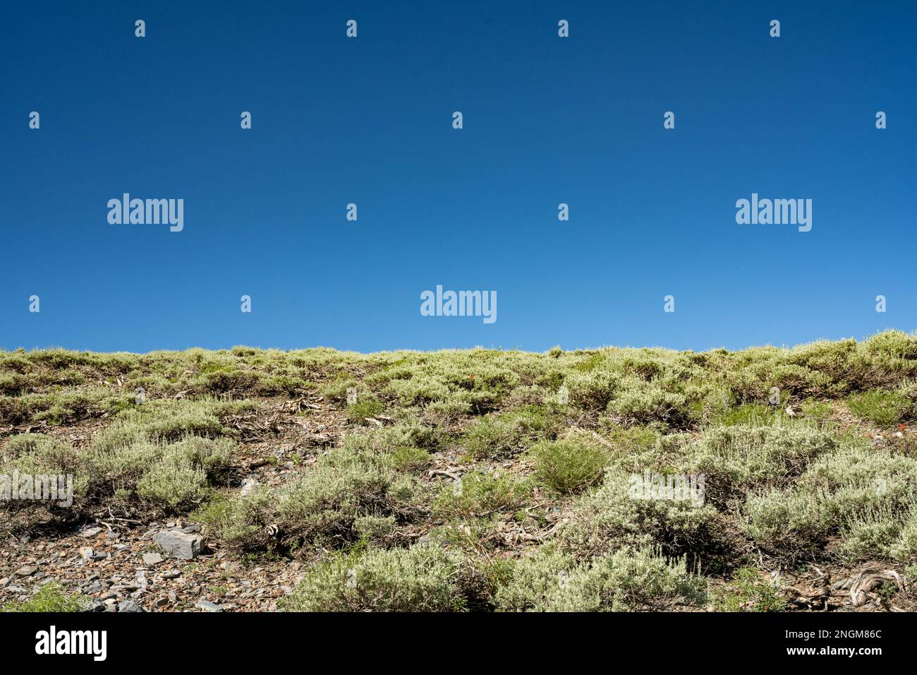 Bright Green Scrub Bushes Against Brilliant Blue Sky with copy space ...