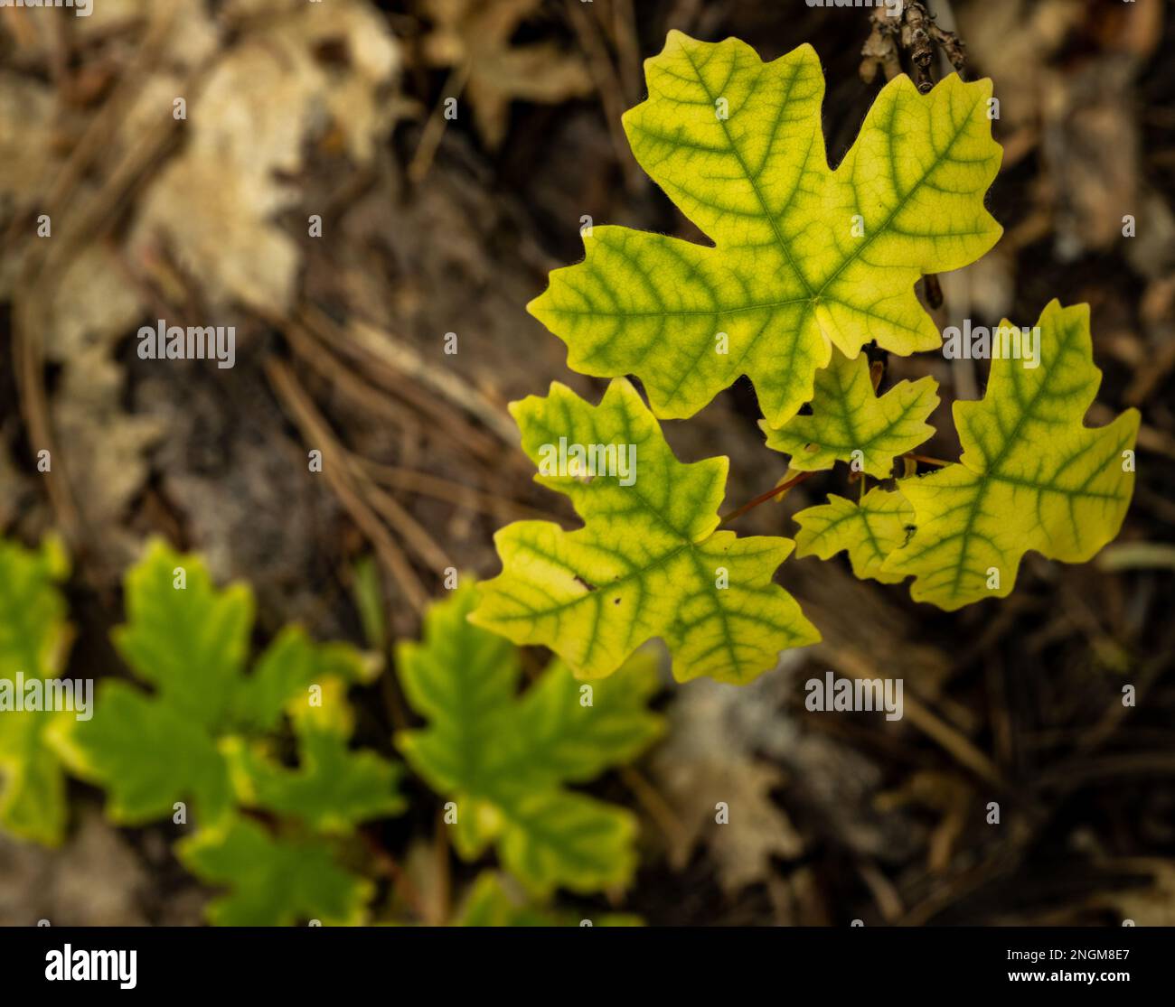 Young Big-tooth Maple Leaves Begin to Change From Early Spring Green To ...