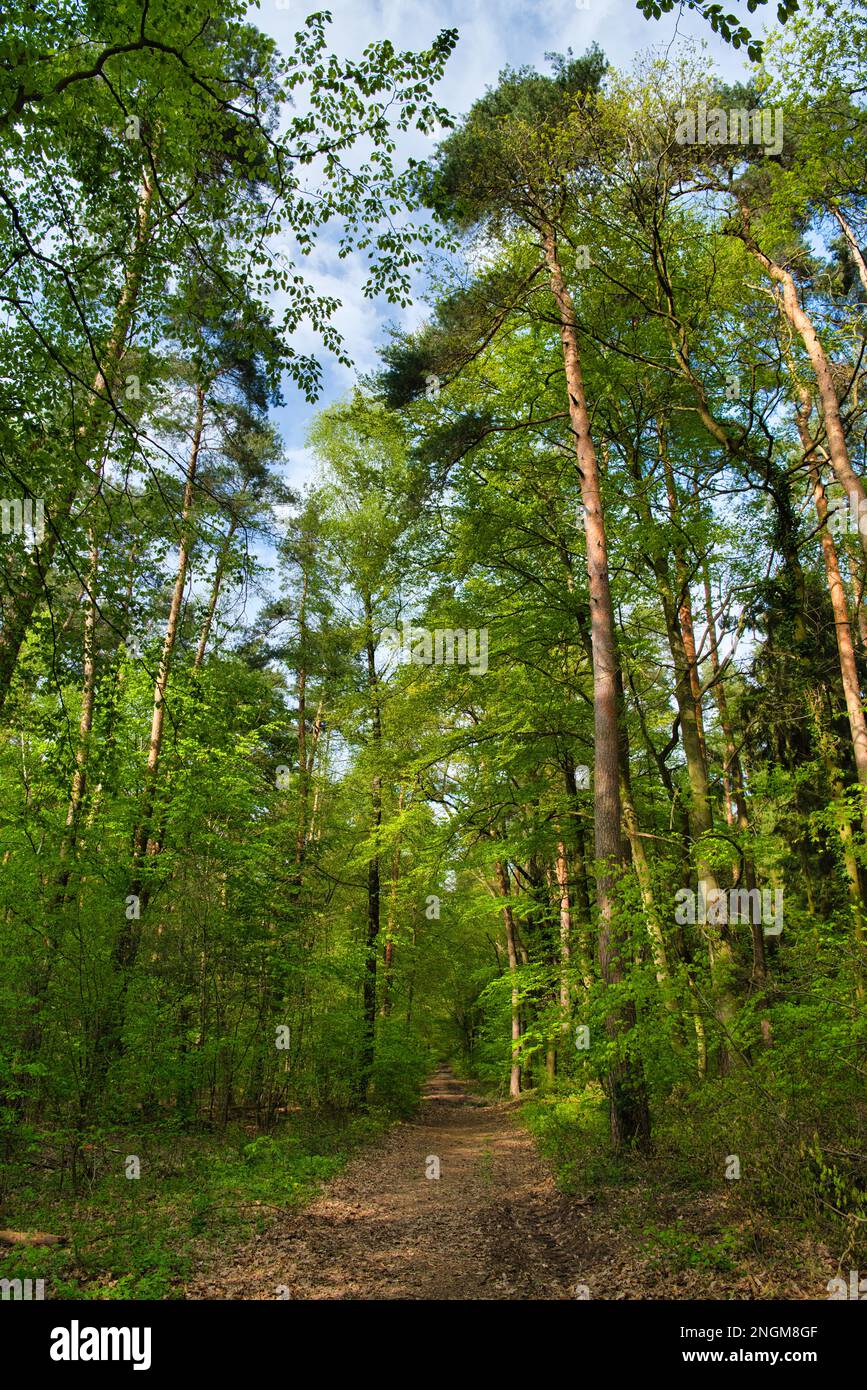 Path through sunny green Forest in Spring, Roedermark, Hessen, Germany ...
